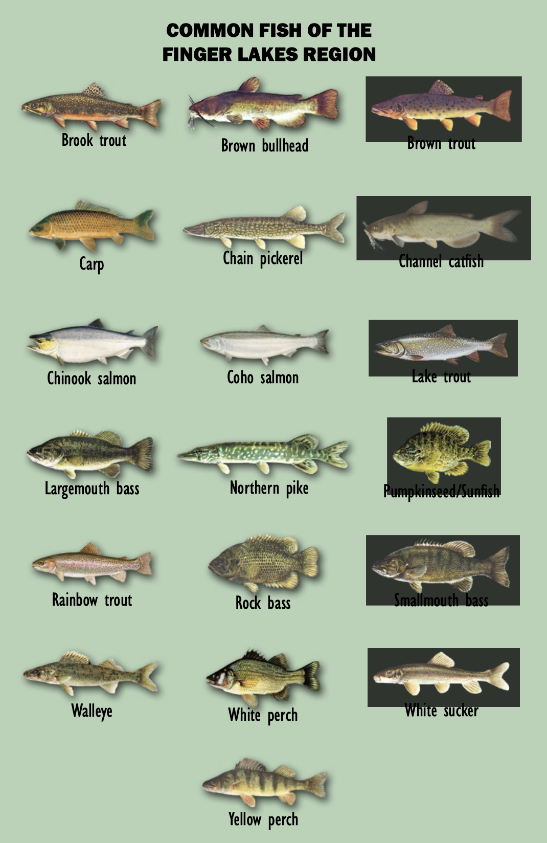 Levels of PFAS in Freshwater Fish are ‘Staggering,’ but Finger Lakes ...